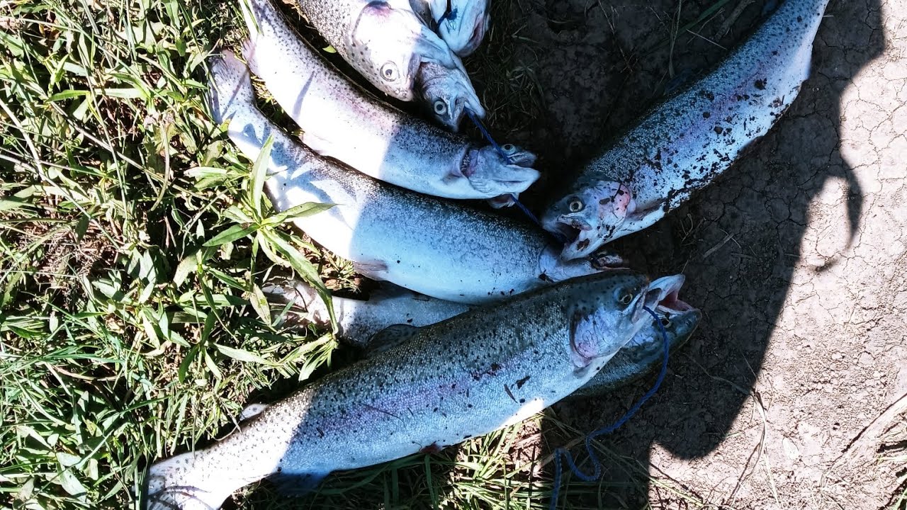 How To Rig Mice Tails For Trout at Lisa Bassett blog