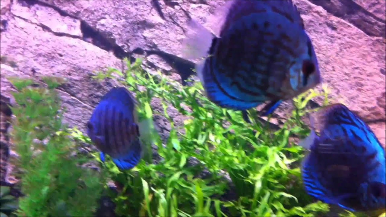 Discus fisk i Tilst - YouTube