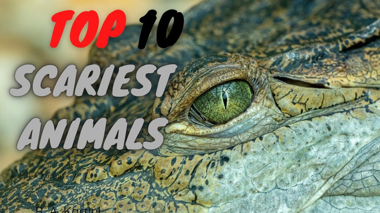 Top 10 Scariest Animals - YouTube