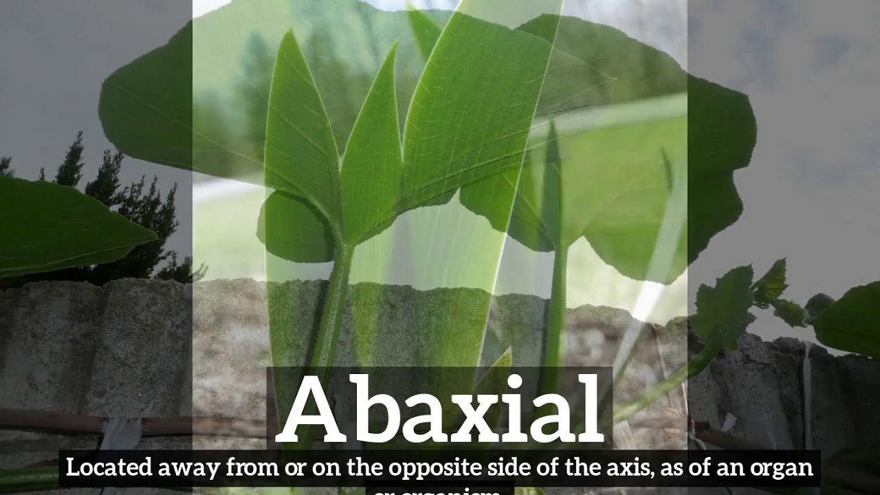 What is Abaxial? | How Does Abaxial Look? | How to Say Abaxial in ...