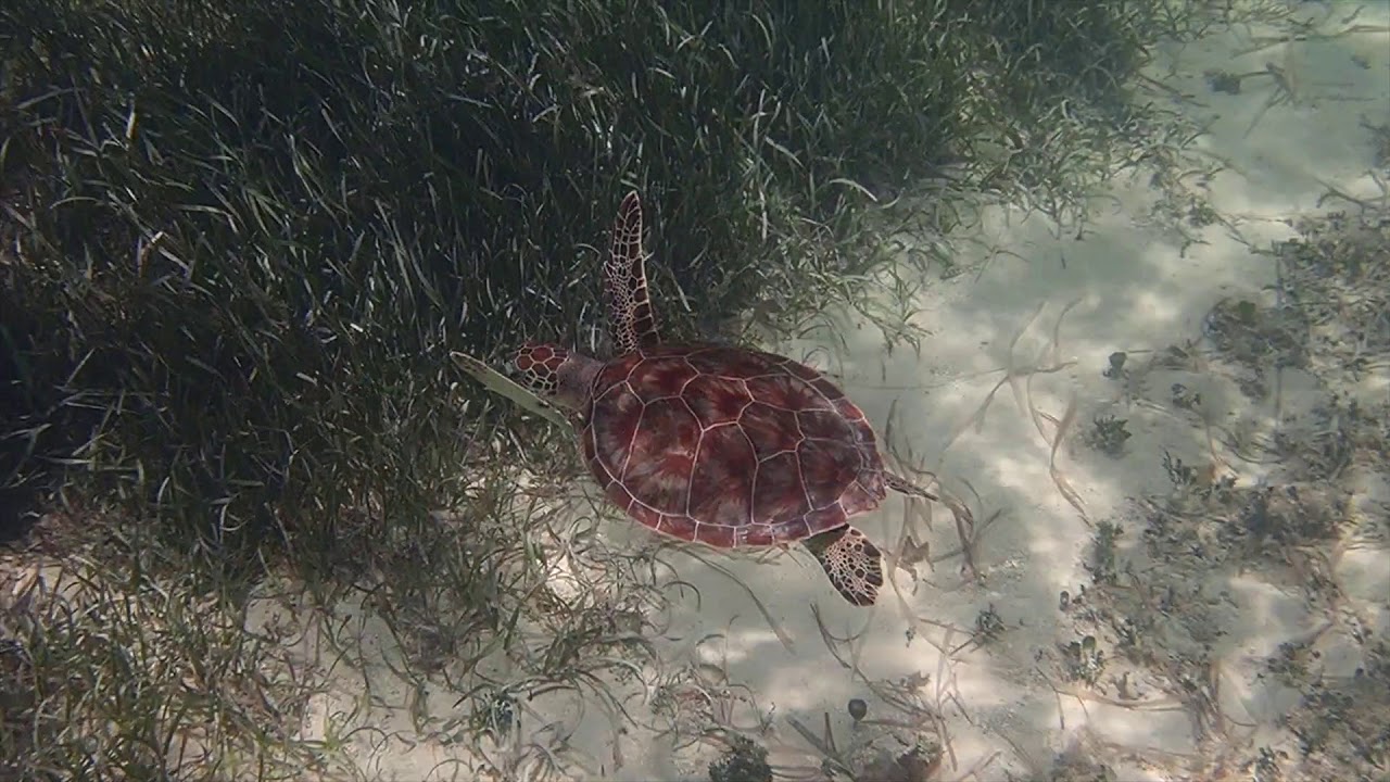 Sea Turtles in the Bahamas - YouTube