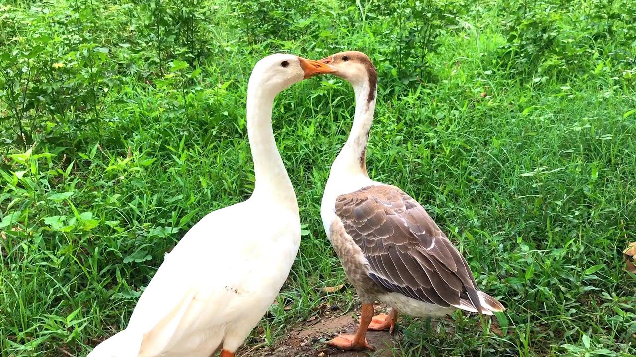 Quirky ducks steal the show as they navigate road and forest ️🦆 | # ...