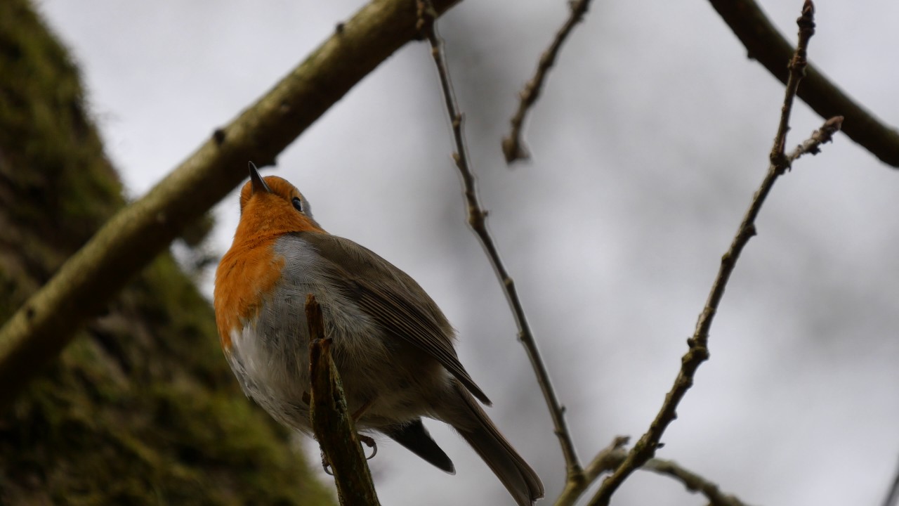 Gesang eines Rotkehlchens - YouTube