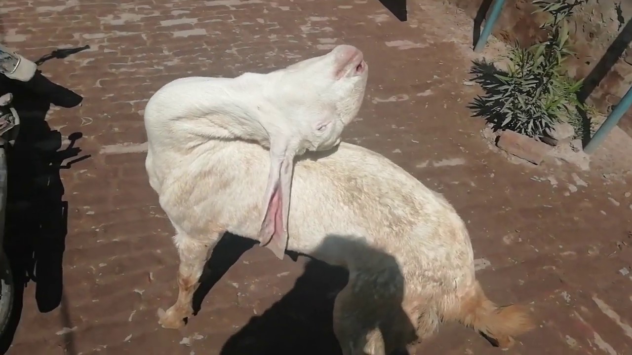 Polioencephalomalacia in Goats - YouTube