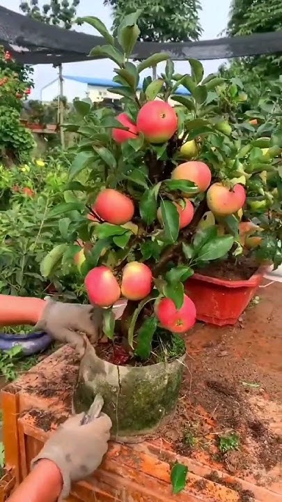New technique of growing apple tree #apple #apple_grafting #farming # ...