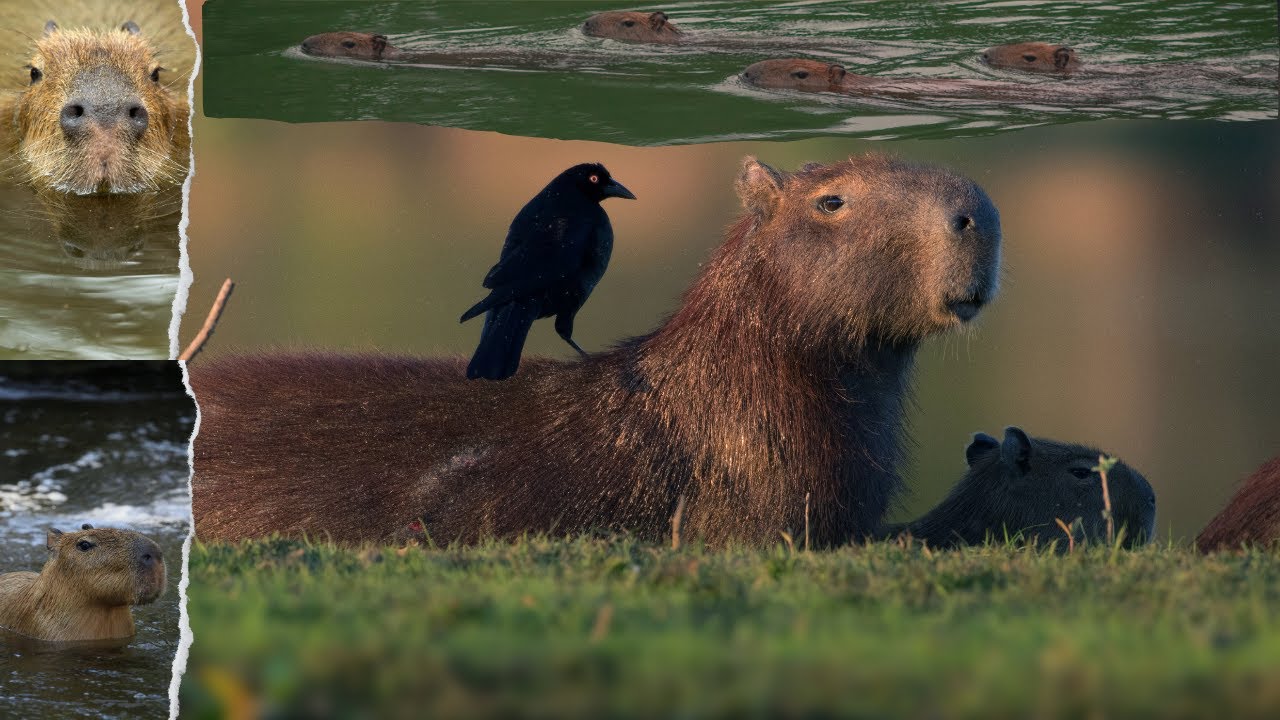 ¡Capibaras: Más Allá de la Selva😱😱#animals #capibara #roedores - YouTube
