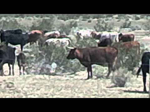 Arizona Cattle Drive - YouTube