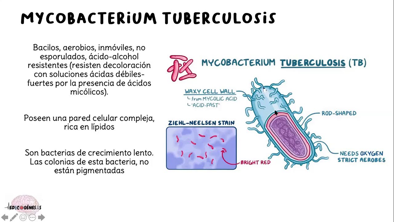 Mycobacterium tuberculosis - YouTube
