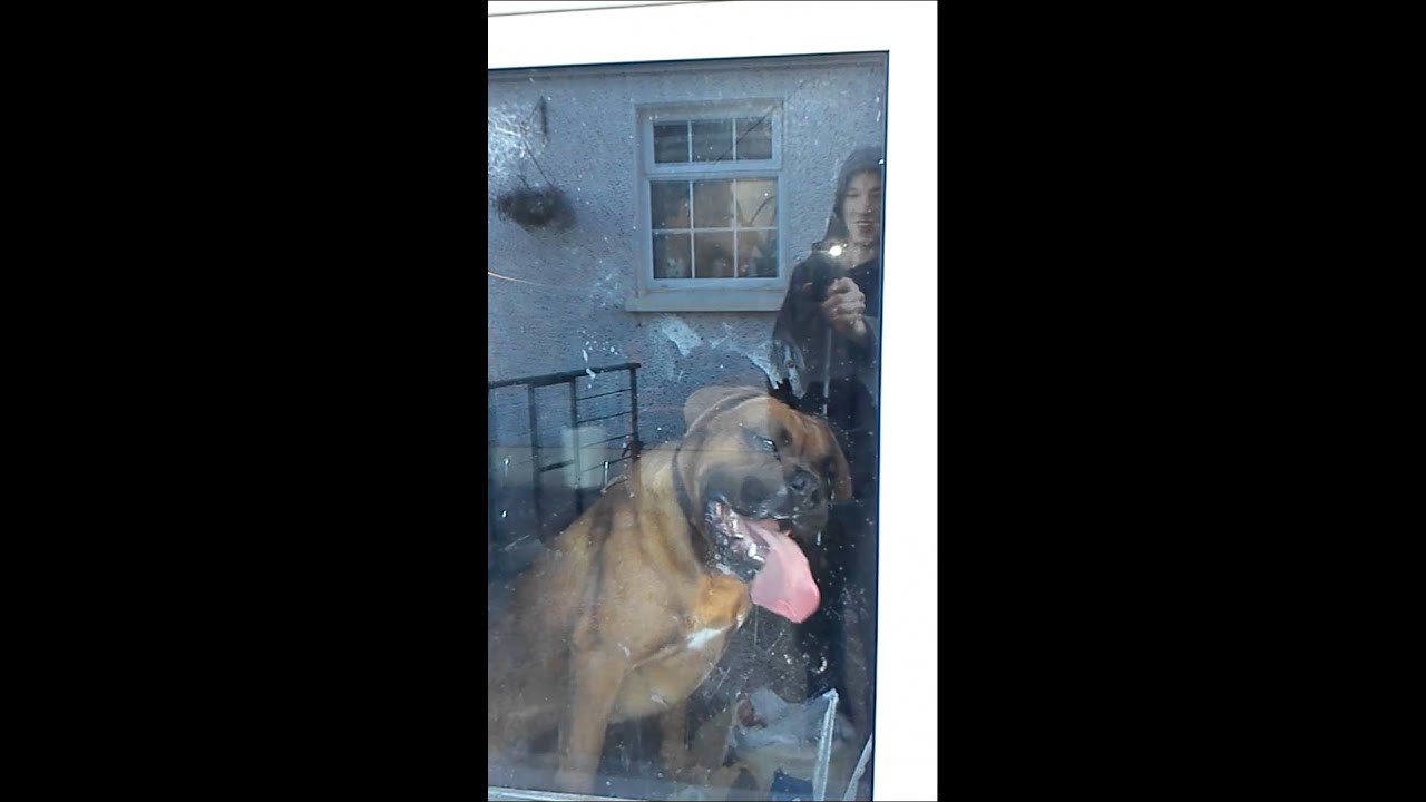 Funny dog cleaning window - YouTube