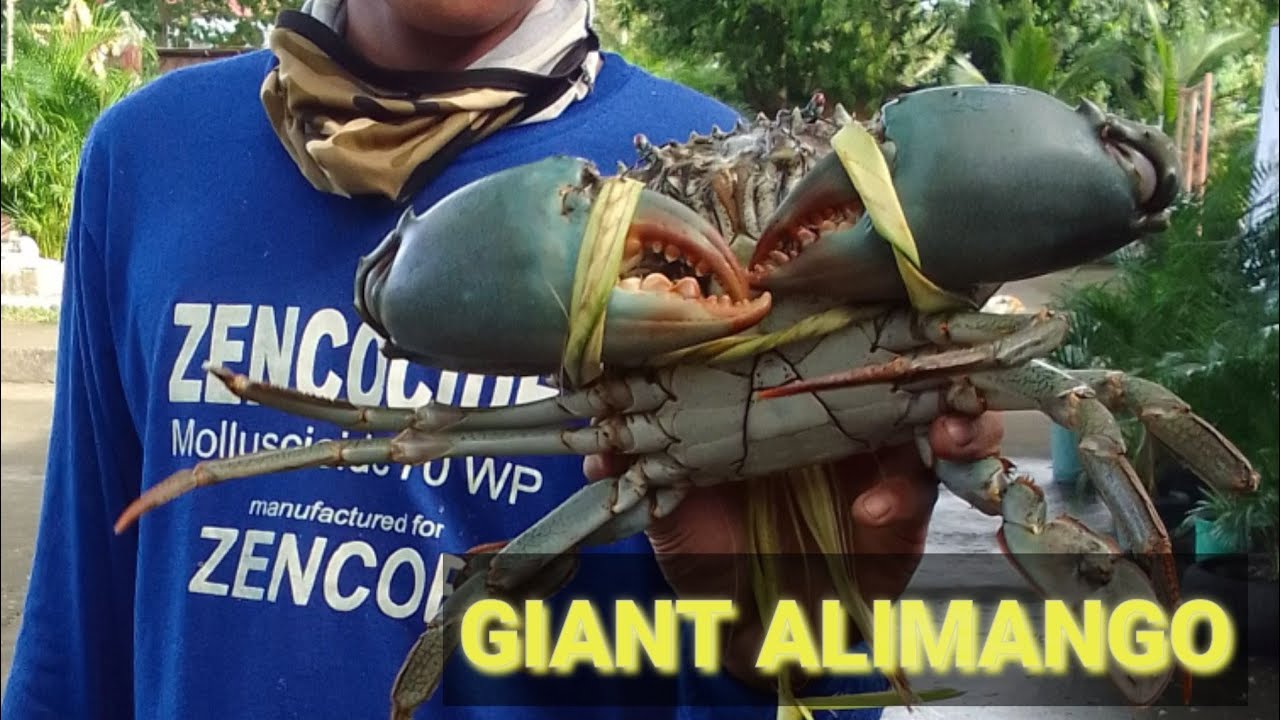 EP40-HULI ang Malaking ALIMANGO |Occ.Mindoro🇵🇭 - YouTube