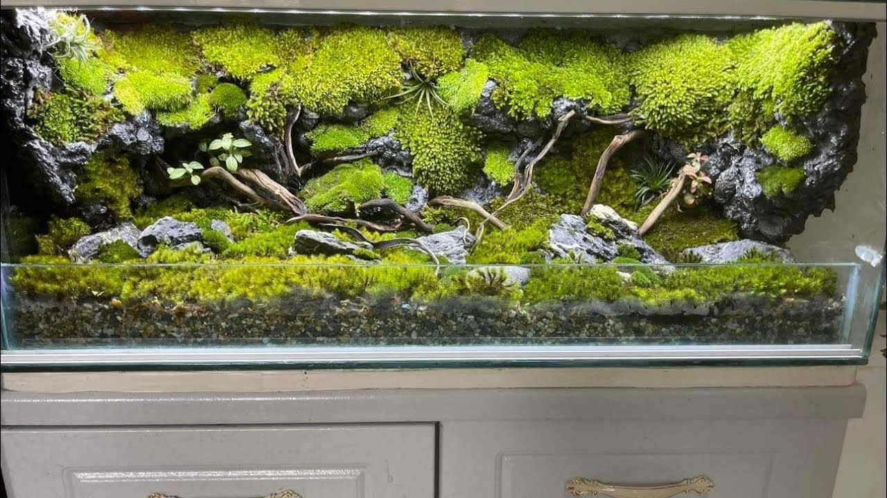 Mini Vivarium set up with natural moss, sand, stone and driftwood - YouTube
