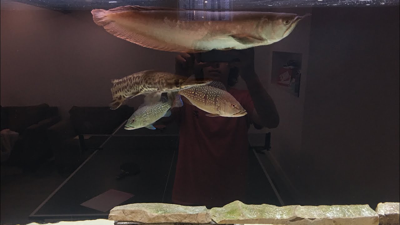 220 Gallon Freshwater Predator Aquarium - YouTube