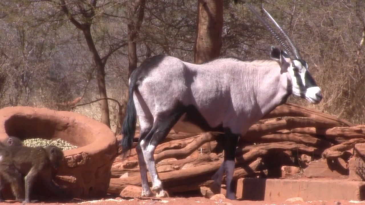 Gemsbok bull (Oryx) 2 - YouTube