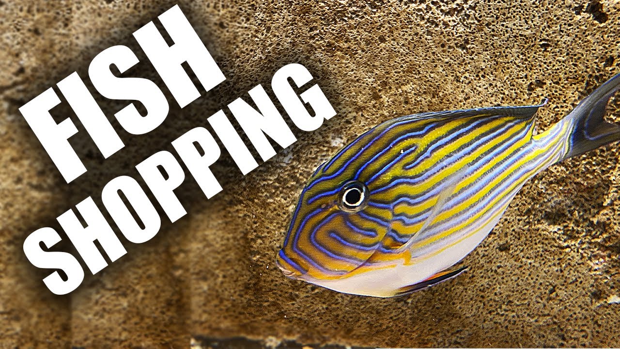 NEW CRAZY FISH FOR THE SALTWATER AQUARIUM!! The king of DIY - YouTube