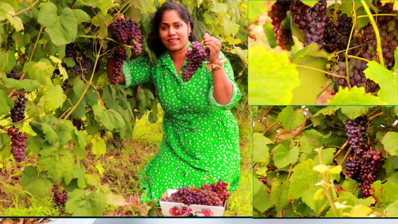 പലനിറത്തിലുള്ള മുന്തിരി പറിക്കാൻ പോവാം കൊട്ട നിറയെ മുന്തിരിപ്പറച്ചു വയ ...