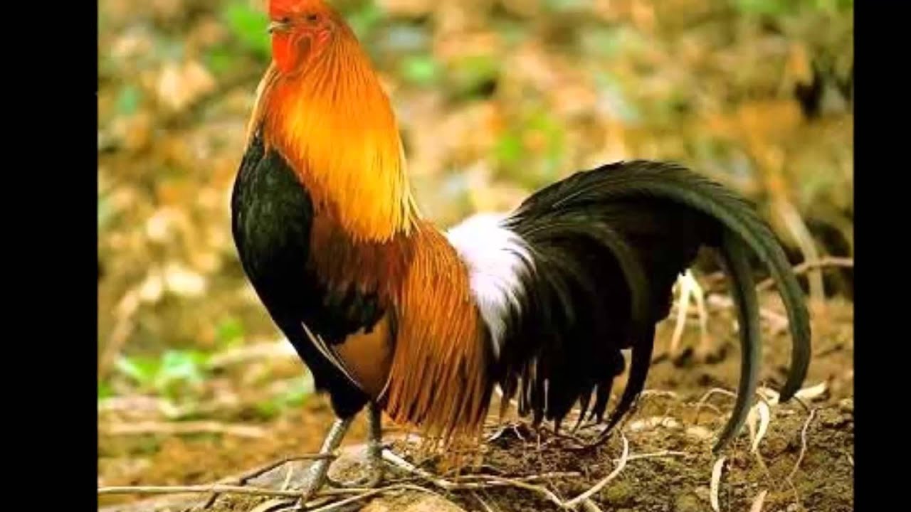 Belos… | Maryworks