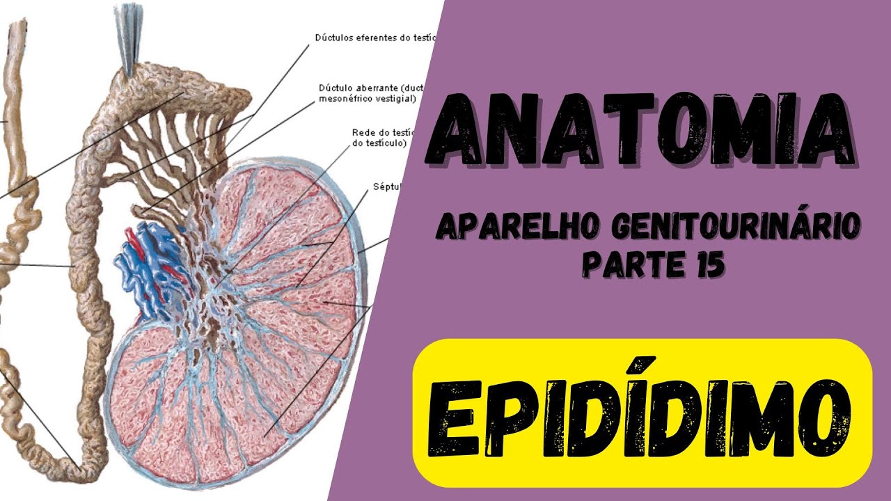 🔴👉 Anatomia do EPIDÍDIMO - Aparelho geniturinário - YouTube