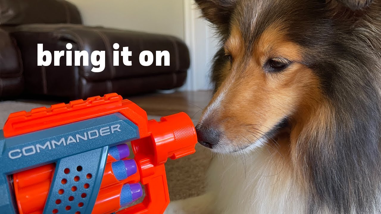 Dog VS Nerf Gun - YouTube