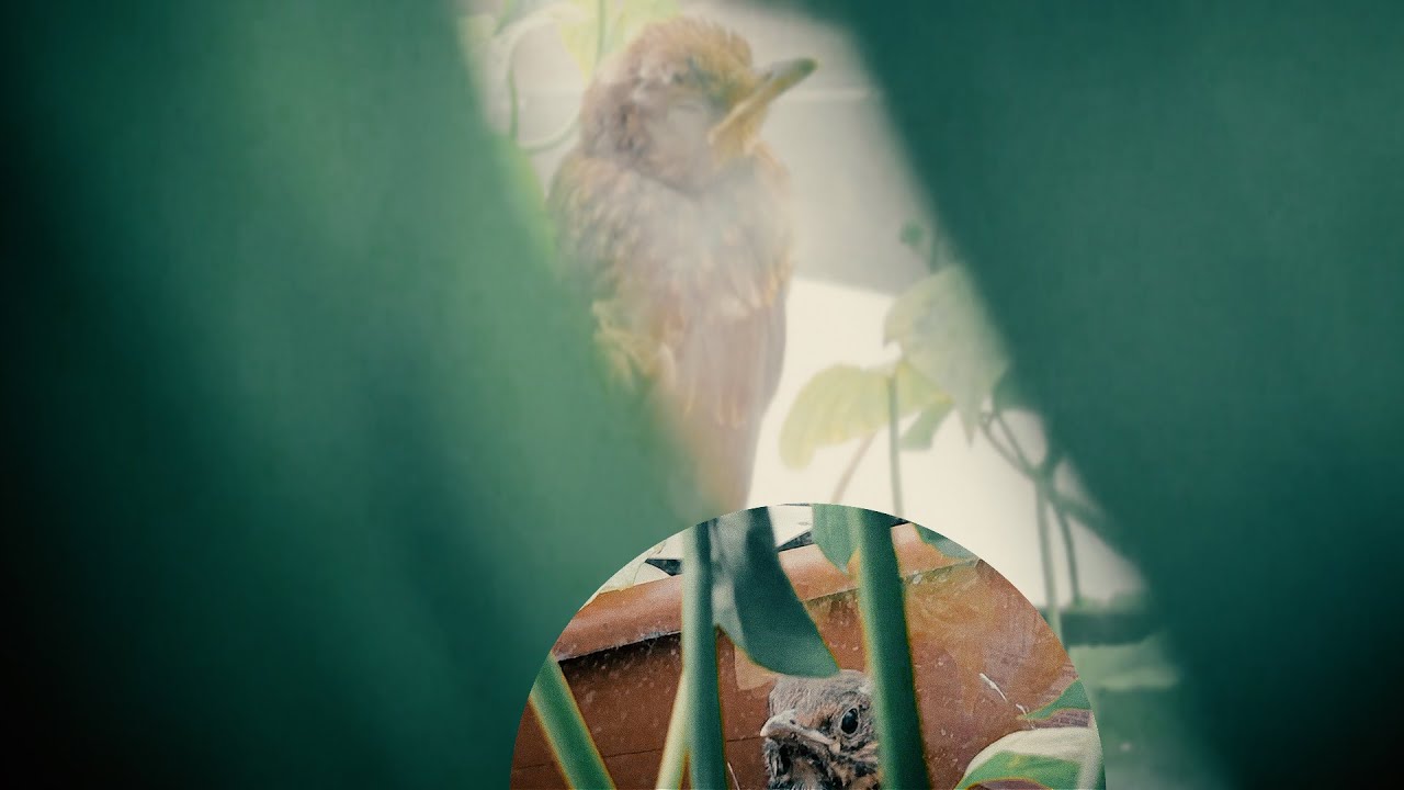 Imitando I Found A Fallen Baby Bird Learning To Fly YouTube imitando-i-found-a-fallen-baby-bird-learning-to-fly-youtube