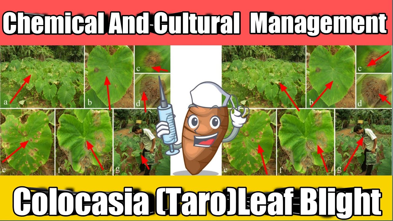 HOW TO CONTROL TARO LEAF BLIGHT... (Chemical and Cultural practices ...