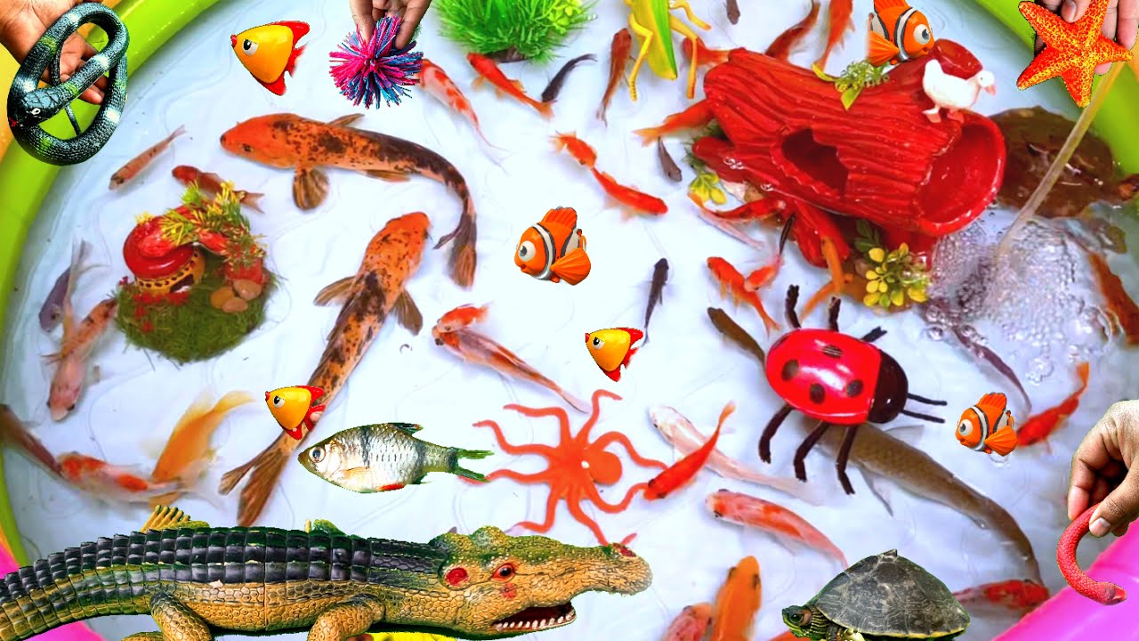 Fishes Simming Pool, Little And Big Fishes, Fish Pets, Sea Animal ...