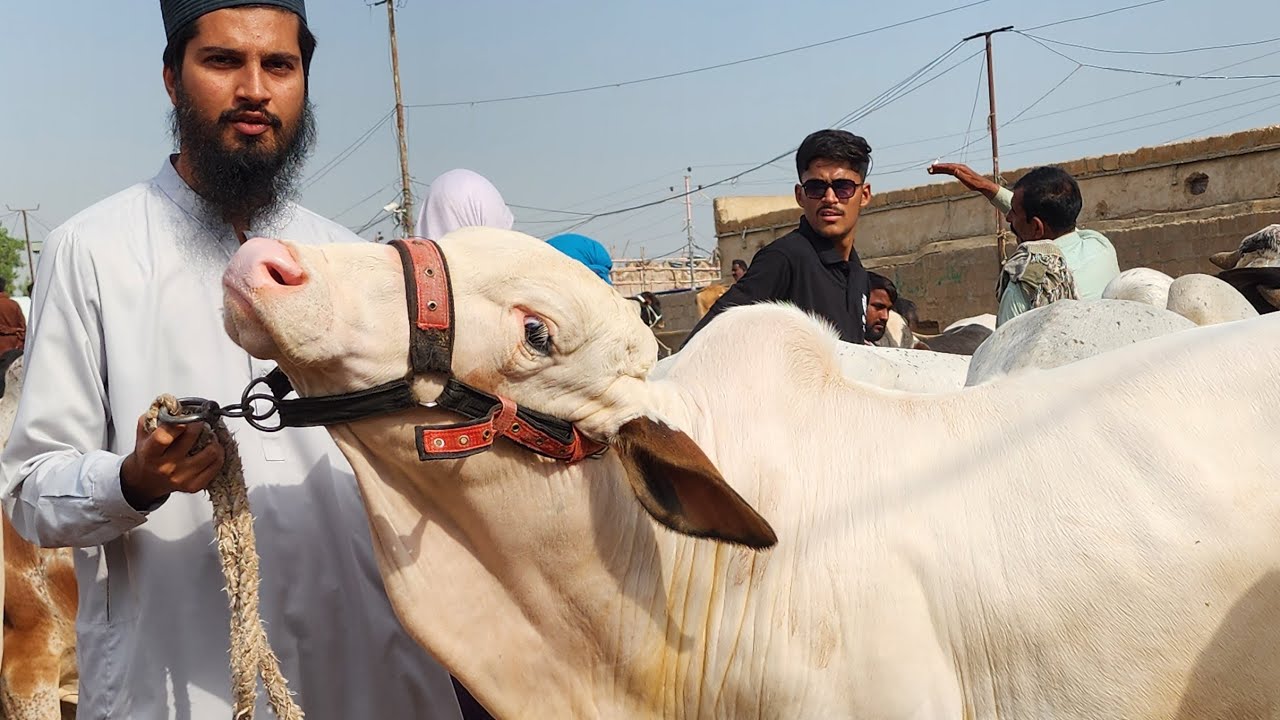 🔴 Live At Malir Cow Mandi 2024 | Cattle Market Karachi - YouTube