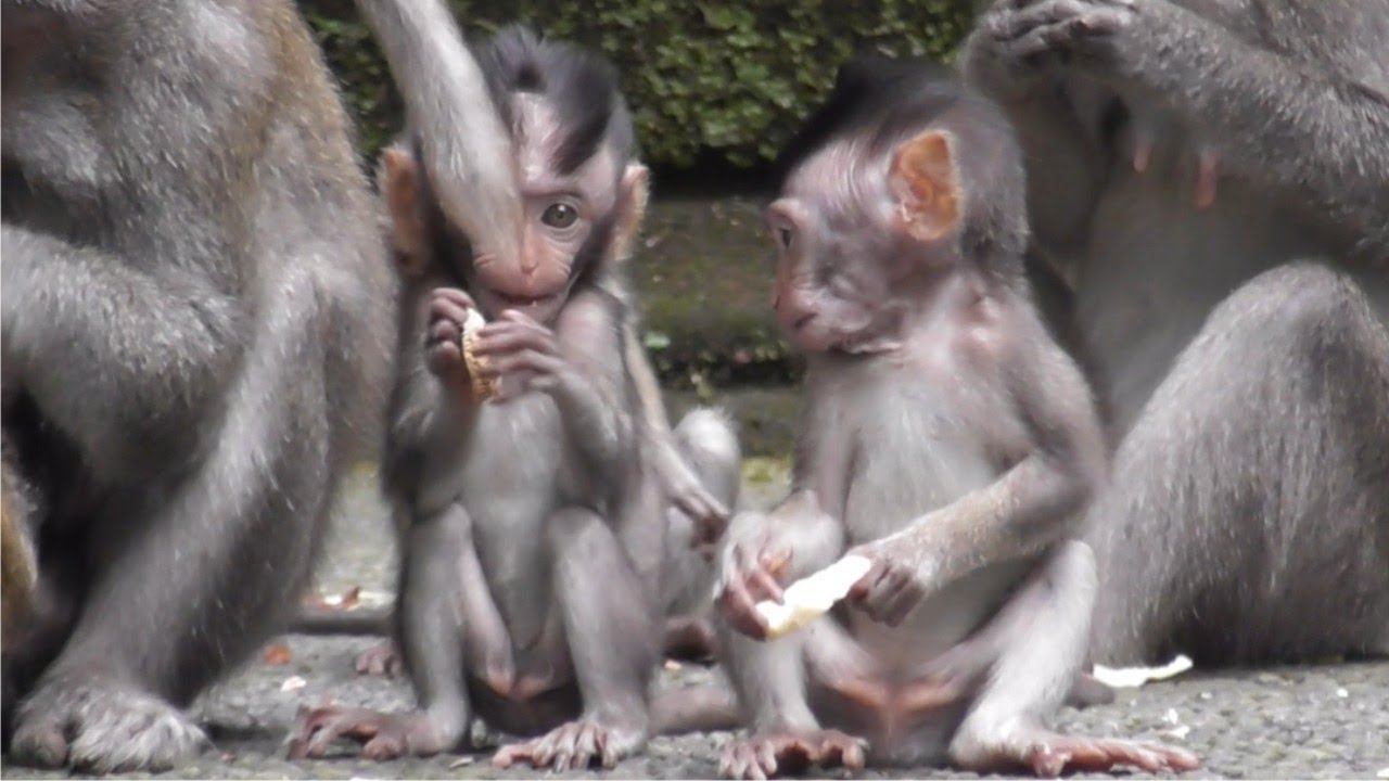 Makan siang bersama [Monyet kecil lucu dan menggemaskan] #Tuabangmonkey - YouTube