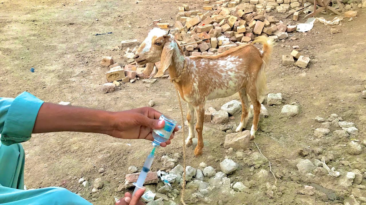 Excellent goat treetment with veterinary doctor at village - YouTube