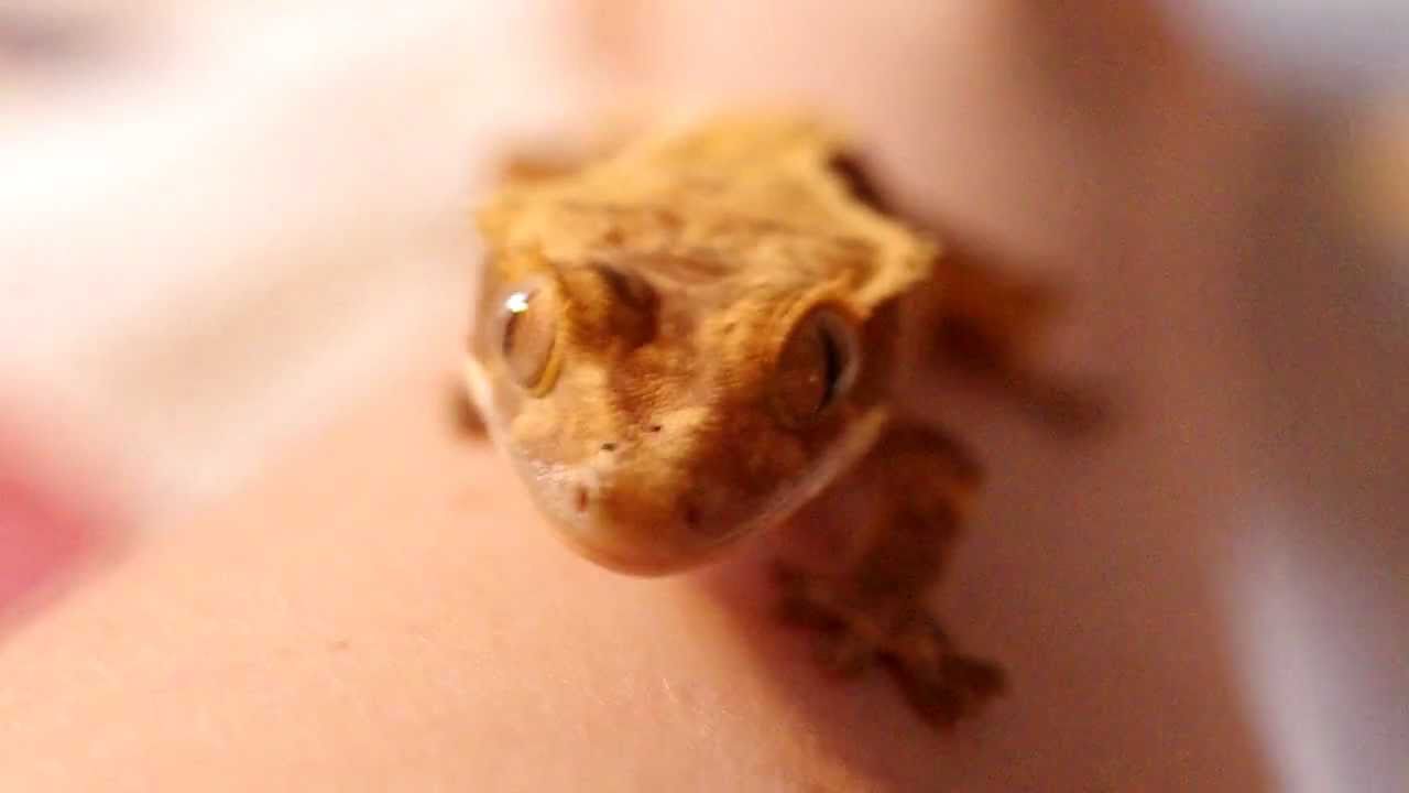 Crested gecko walking up my arm - YouTube