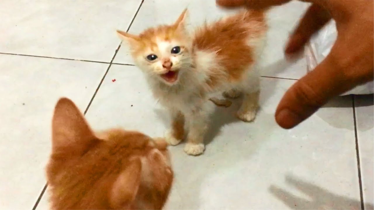 Kitten Sad Because The Cats Don't Want To Play With Kitten - Cats ...