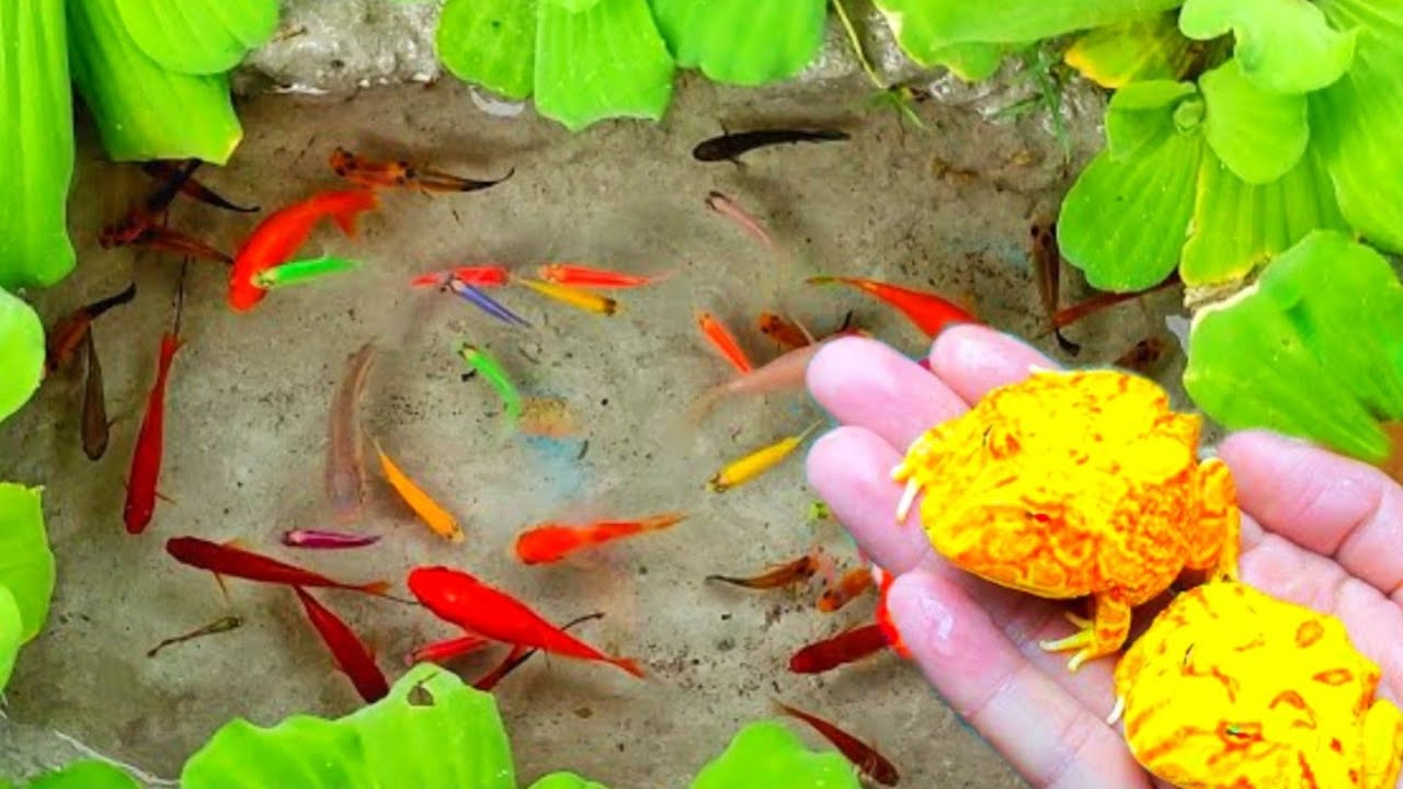 Catching Strange Fish In Giant Surprise Colorful koi, Kim Kim Fish ...