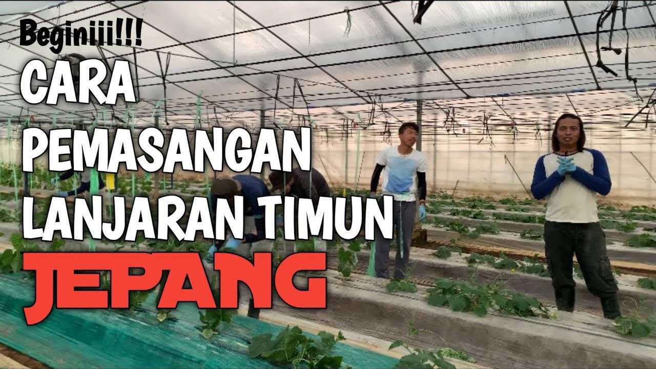 Tali lanjaran timun jepang | pertanian jepang - YouTube