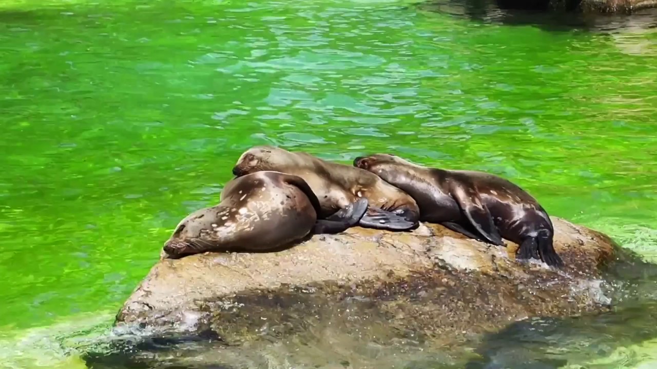 Berlin Zoopark Amazing Animals - YouTube
