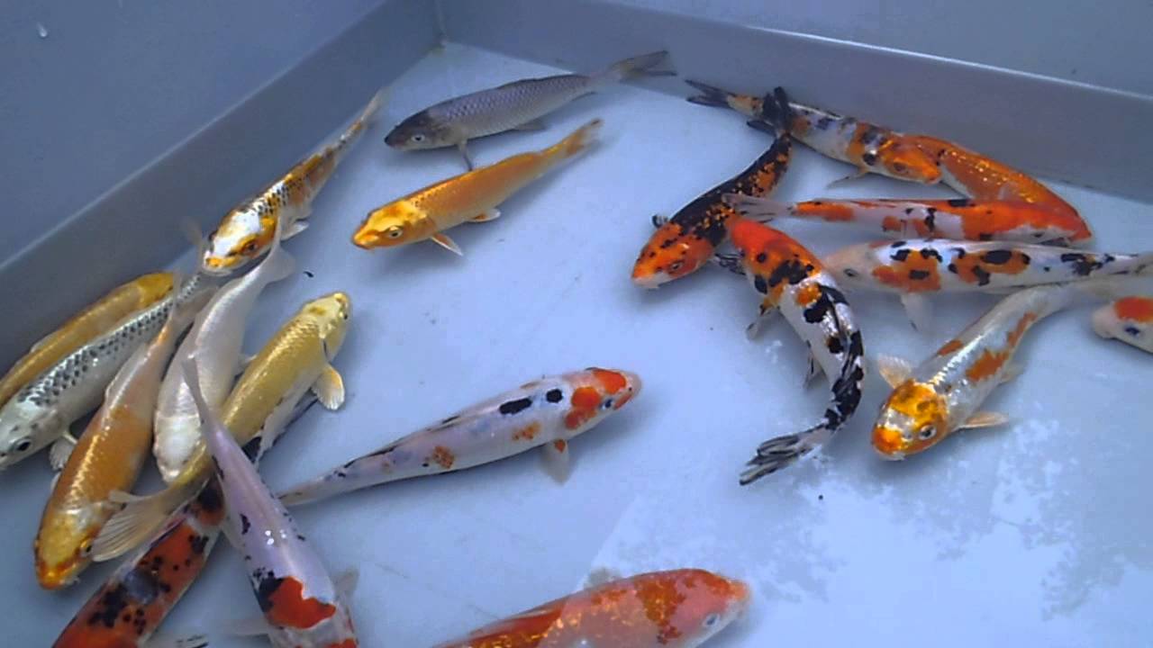 6-7" Koi Mix - The Carp Co. - YouTube