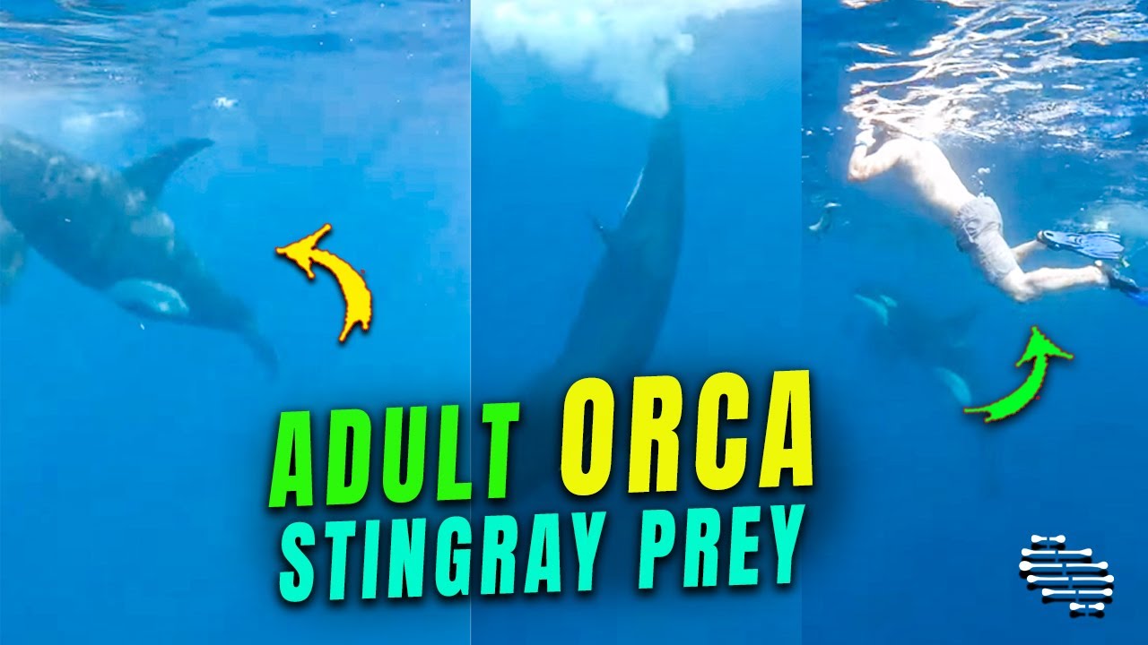 Adult Orca Preys on Pelagic Stingray - YouTube
