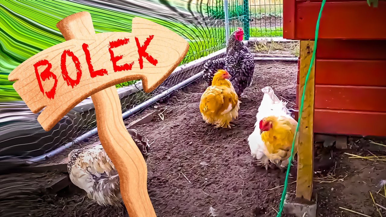 Klata Bolka 💪 ten spokój trzeba ZOBACZYĆ 👀 - YouTube