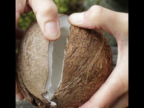 How to crack a coconut in less than 20 seconds - YouTube