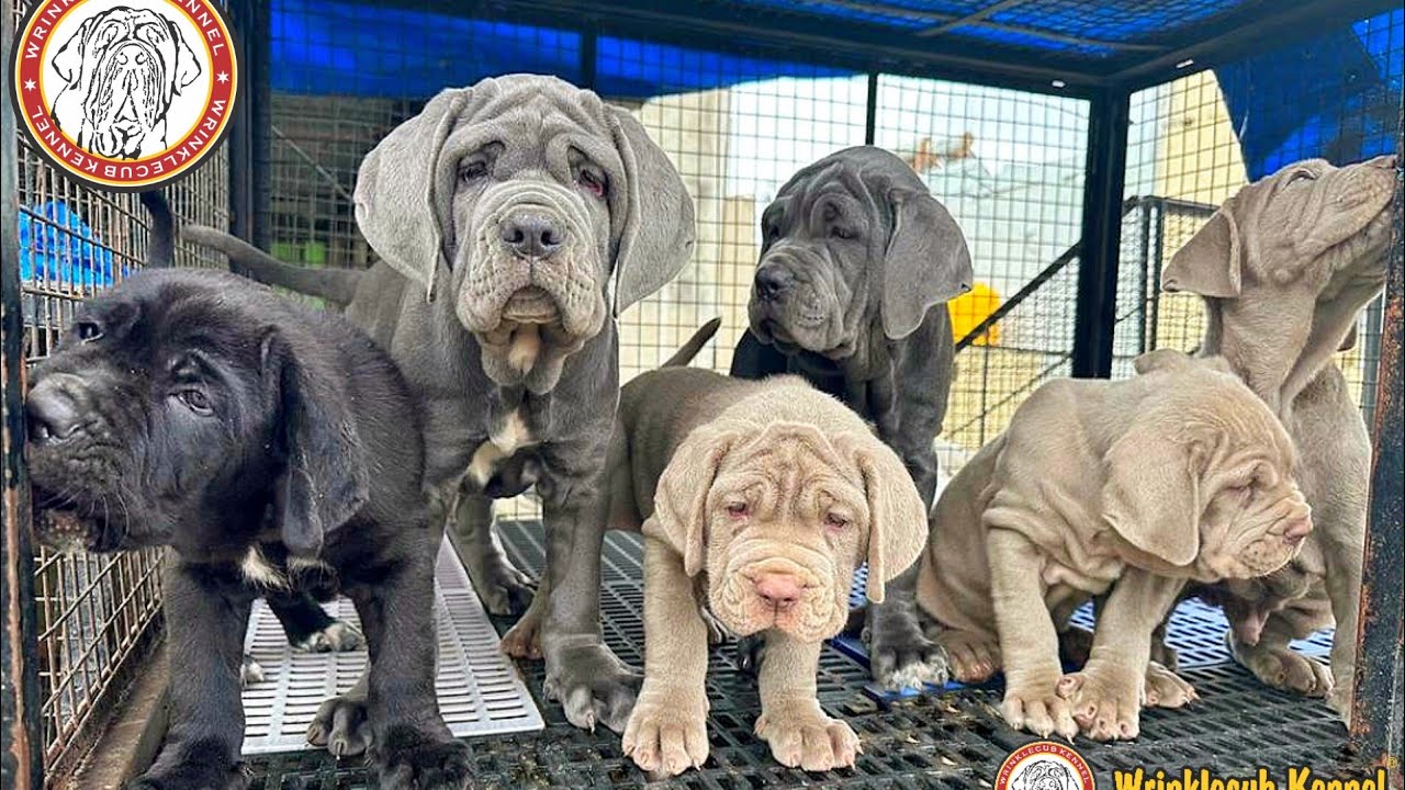 Wrinklecub top high quality Neapolitan mastiff puppies are ready best ...