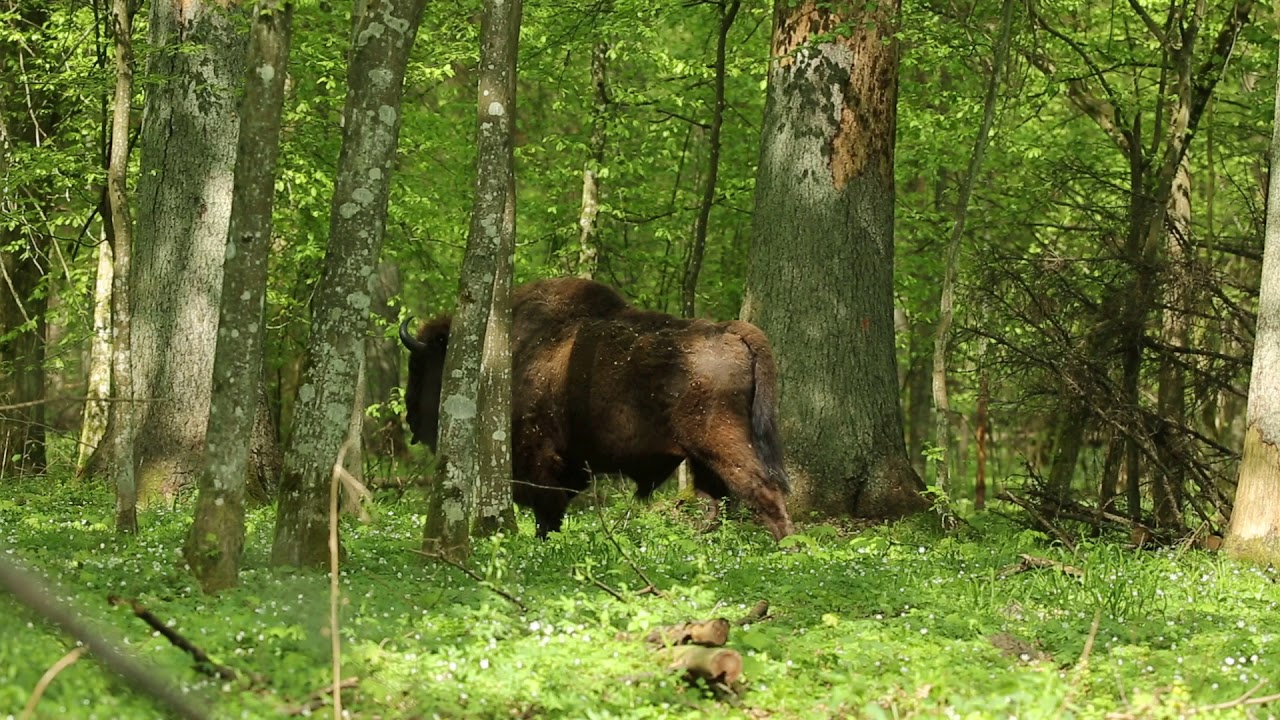 Wild European Bison or Wisent- Bialowieza Forest Poland - YouTube