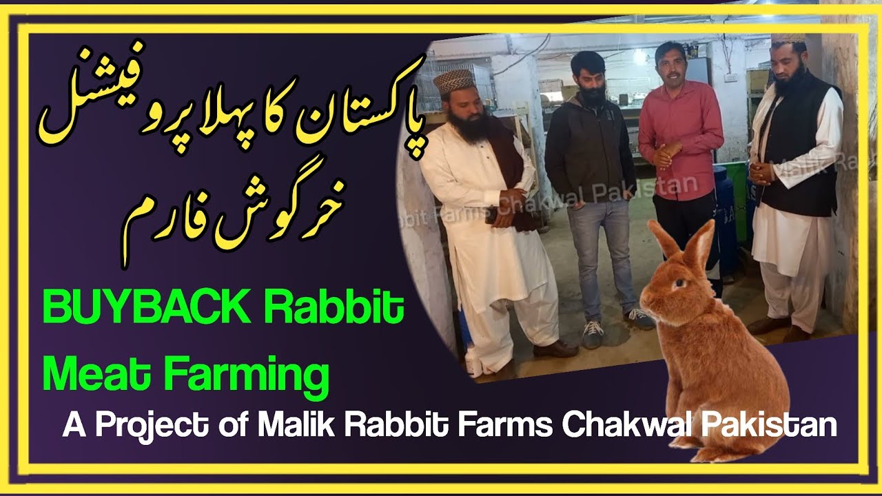 BUYBACK Rabbit Meat Farming || Rana Irfan ShaikhuPura || Malik Rabbit ...