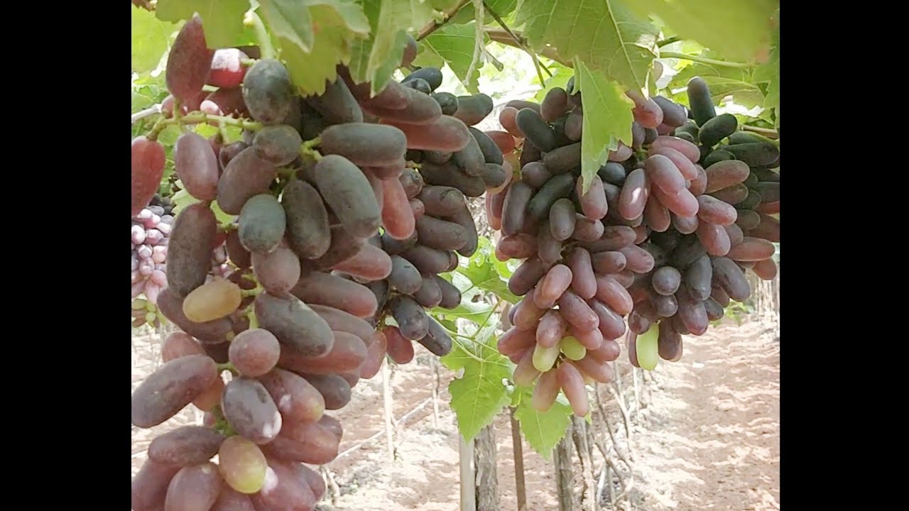 krishna Sharad seedless | Autumn king grapes | Indian grapes , ಟೊಮೆಟೊ ...