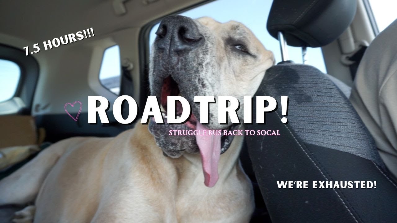 VLOG: one way ticket on the struggle bus back to San Diego - YouTube