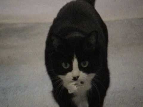 Suzy the Cat - YouTube