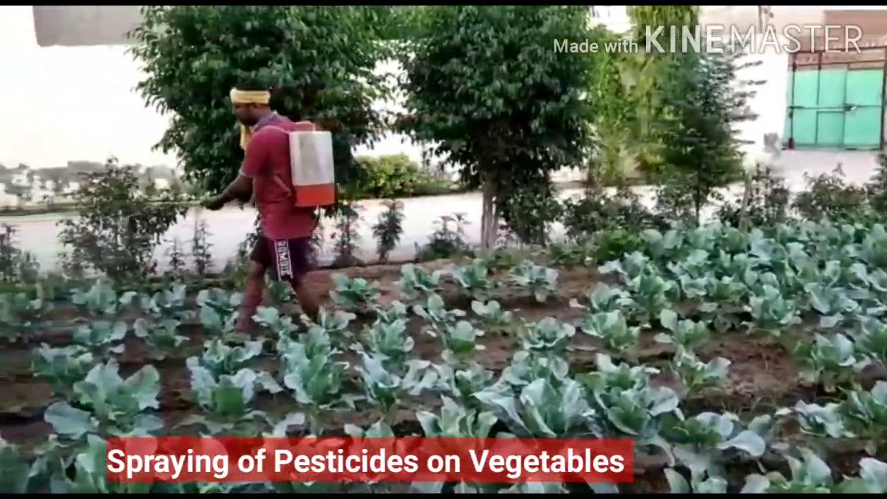 How to Spray Pesticides on Vegetables to save it from pests - YouTube
