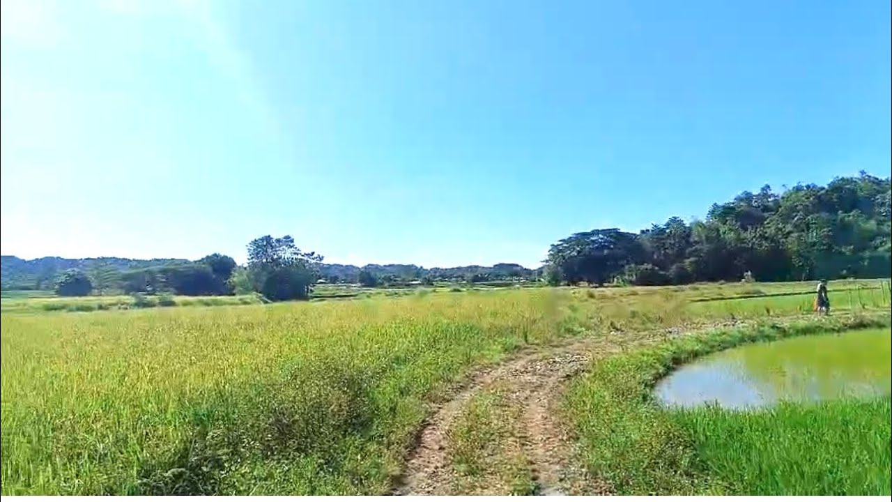 RICE FIELDS in Pangasinan PHILIPPINES #naturelovers - YouTube