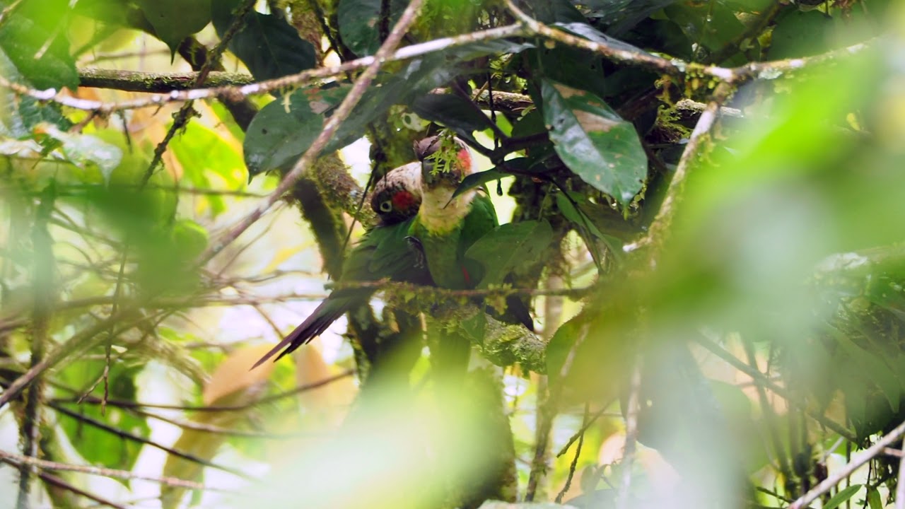 White-necked Parakeet pair preening - YouTube