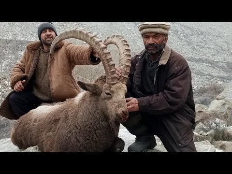 Ibex Hunting in Pakistan #ibex #hunting - YouTube