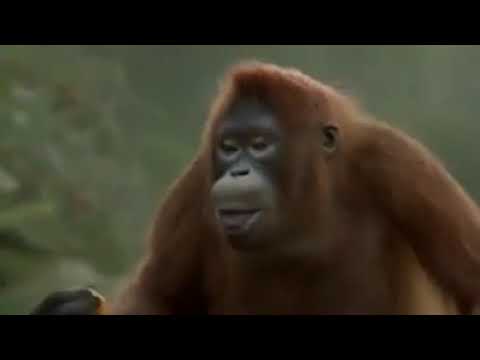 Dans eden maymun l laiklik