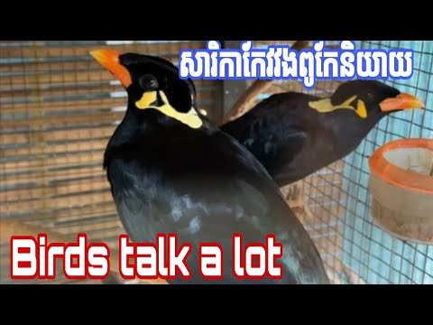 Birds talk a lot #សារិកាកែវវងនិយាយច្រើនណាស់ - YouTube