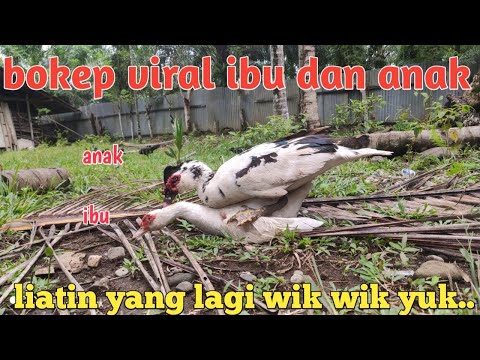 proses perkawinan bebek entok
